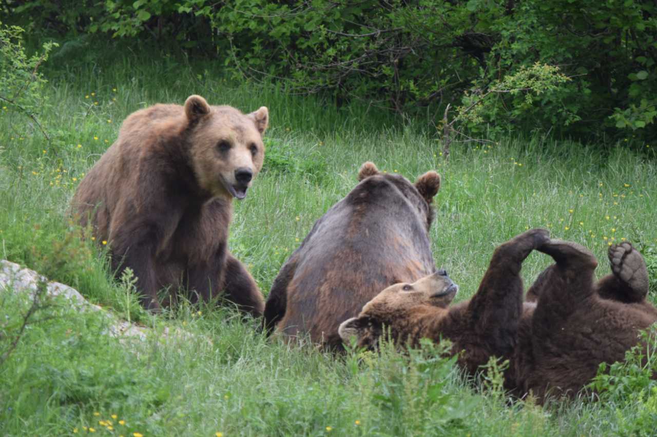 Soutenez le projet, faites un don ! - Des Ours et des Hommes
